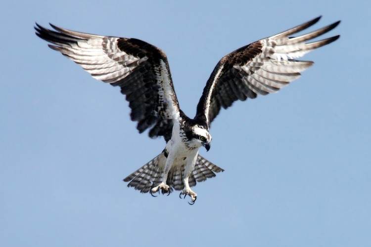 10 Totally Cool Coastal Birds Commonly Found Near Shorelines - Walk in ...