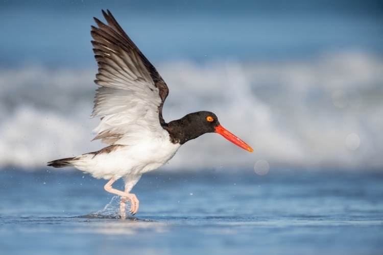 10 Totally Cool Coastal Birds Commonly Found Near Shorelines - Walk in ...