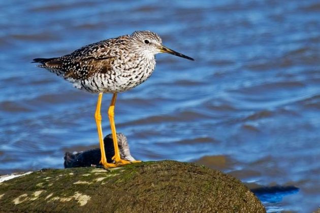 10 Shorebirds You Can Spot on the Beach and Where to Find Them - Walk ...