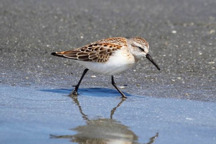 10 Totally Cool Coastal Birds Commonly Found Near Shorelines - Walk in ...