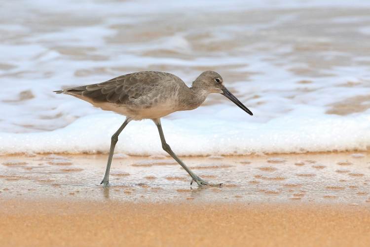 10 Totally Cool Coastal Birds Commonly Found Near Shorelines - Walk in ...